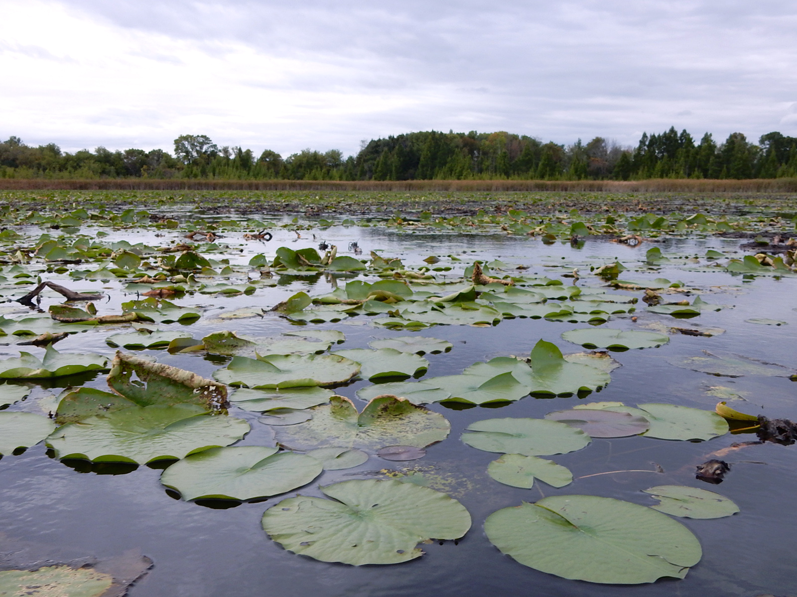 Ashippun River – Miles Paddled