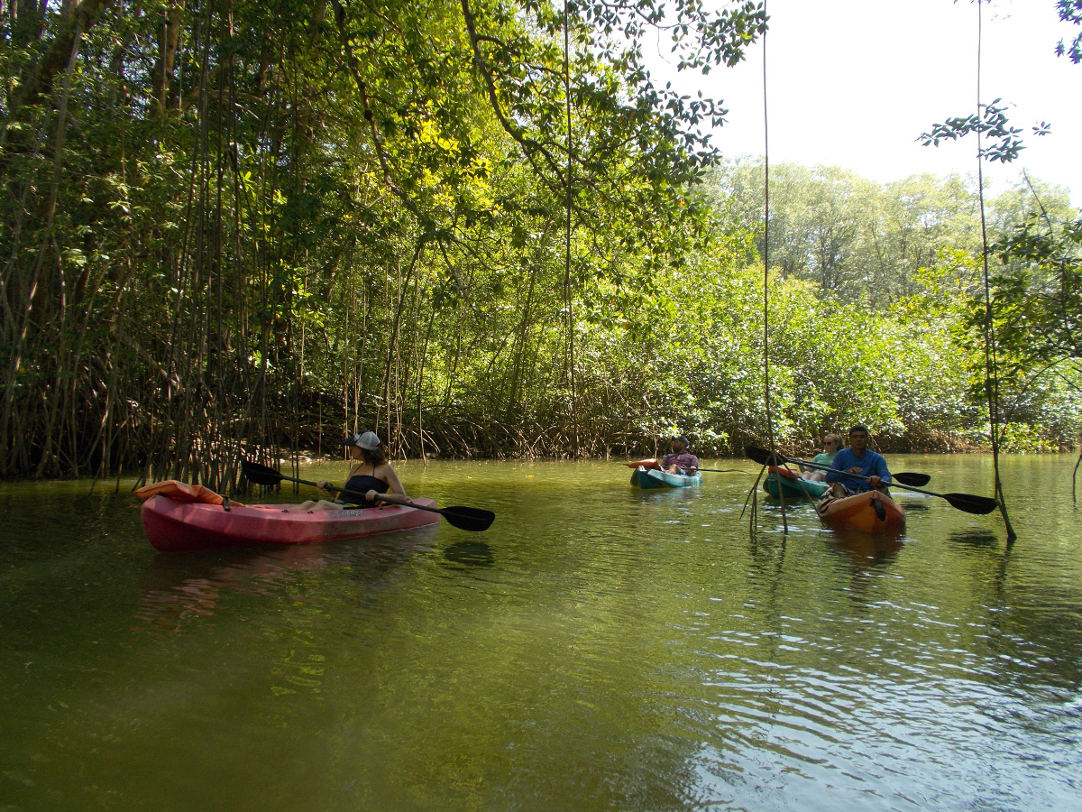 Paddling the Matapalo Mangroves in Costa Rica - Miles Paddled