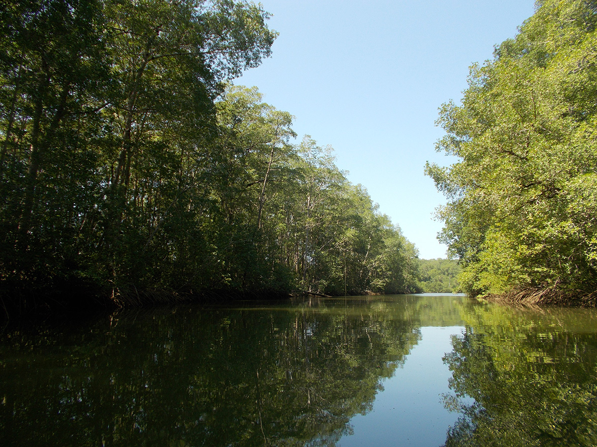 Paddling the Matapalo Mangroves in Costa Rica - Miles Paddled