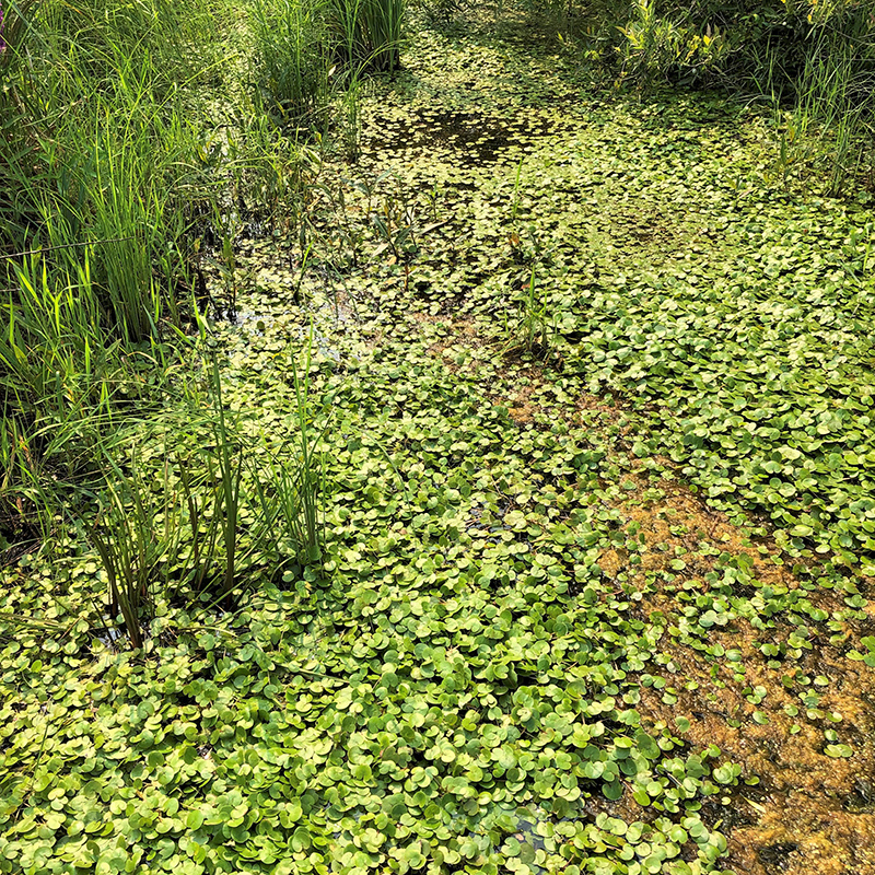 Invasive Species Alert: Protect The Places We Paddle - Miles Paddled