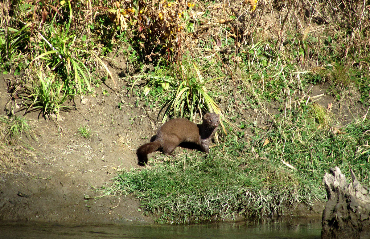 Kickapoo River V - Miles Paddled